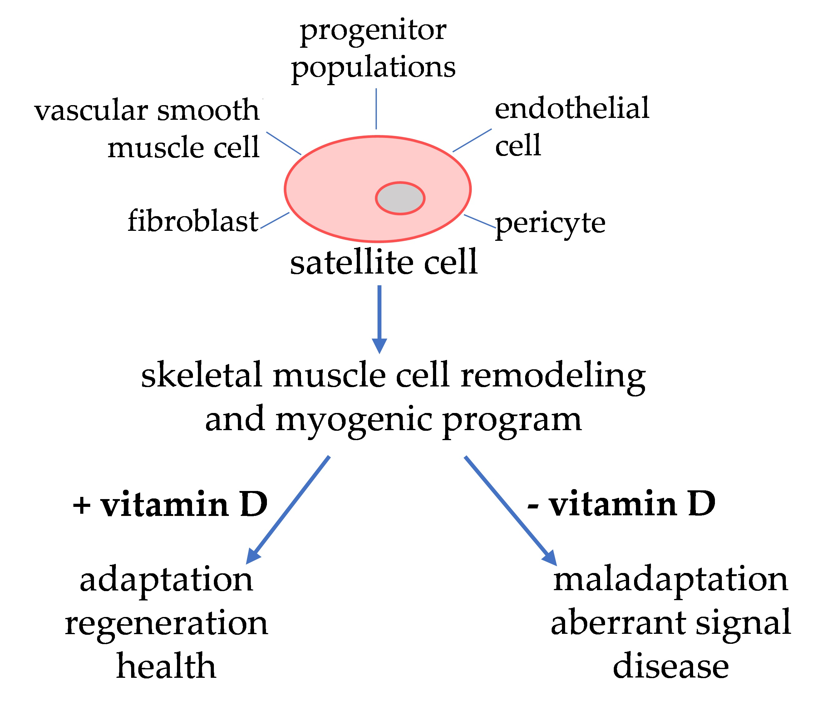 IJMS | Free Full-Text | Vitamin D Restores Skeletal Muscle Cell ...