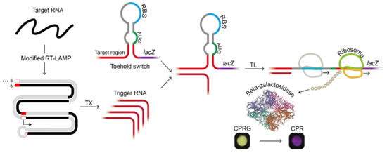 Detection of Coronaviruses Using RNA Toehold Switch Sensors