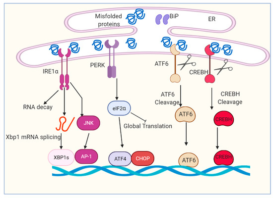 Endoplasmic Reticulum Stress Signaling and the Pathogenesis of ...
