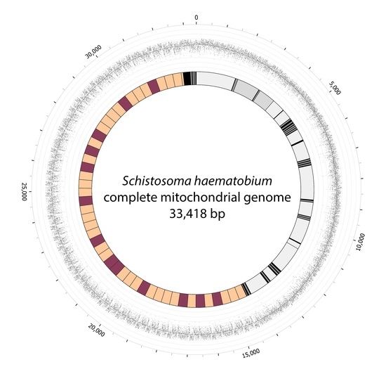 IJMS | Special Issue : Repetitive DNA Sequences in Eukaryotic Genomes