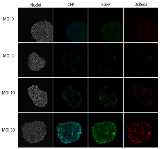 Human Islet Microtissues as an In Vitro and an In Vivo Model System for ...
