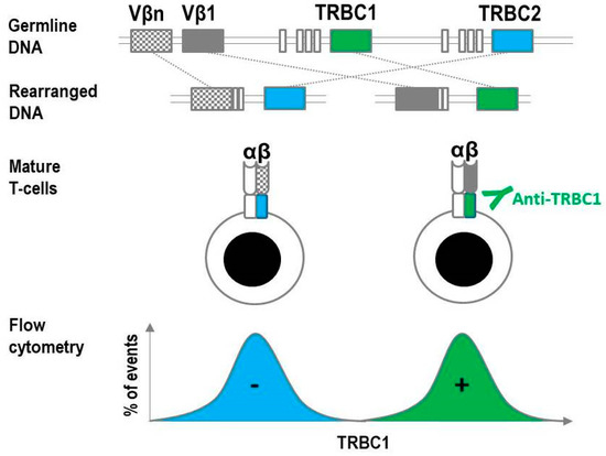 IJMS | Free Full-Text | Emerging Role of T-cell Receptor Constant β ...
