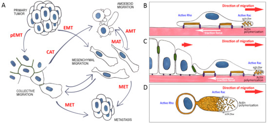 Phenotypic Plasticity of Cancer Cells Based on Remodeling of the Actin ...
