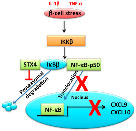 Conventional and Unconventional Mechanisms by which Exocytosis Proteins ...
