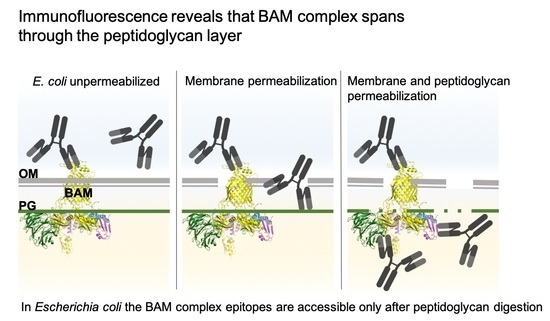 IJMS | Free Full-Text | The Escherichia coli Outer Membrane β-Barrel ...
