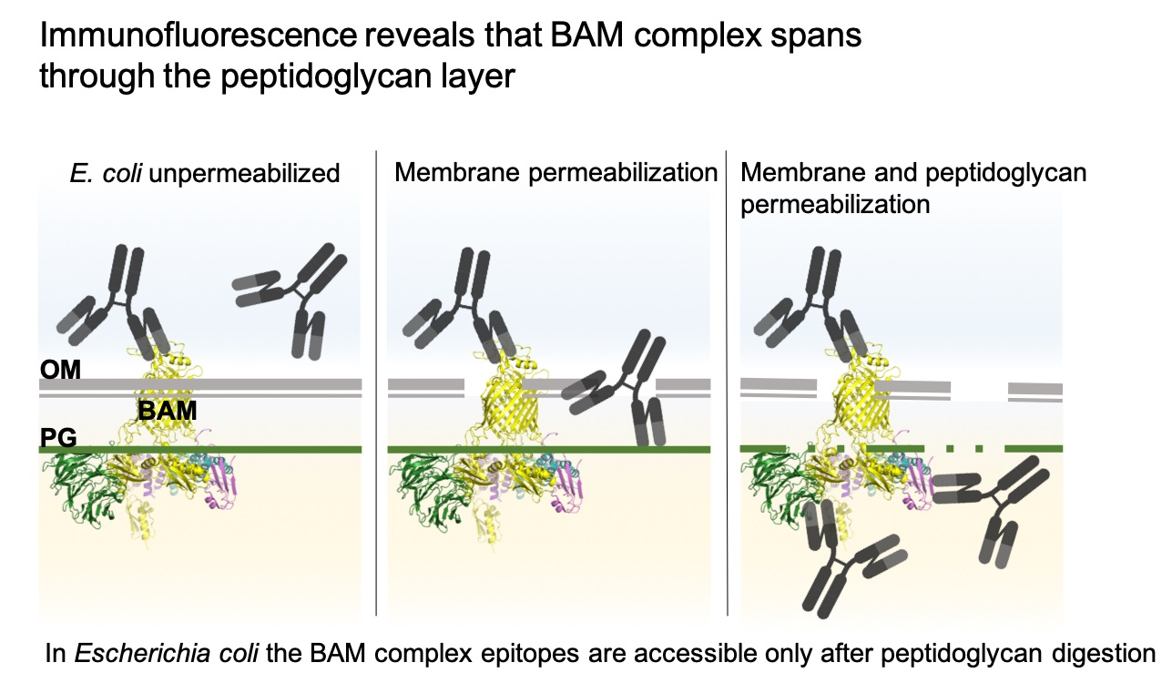 IJMS | Free Full-Text | The Escherichia coli Outer Membrane β-Barrel ...