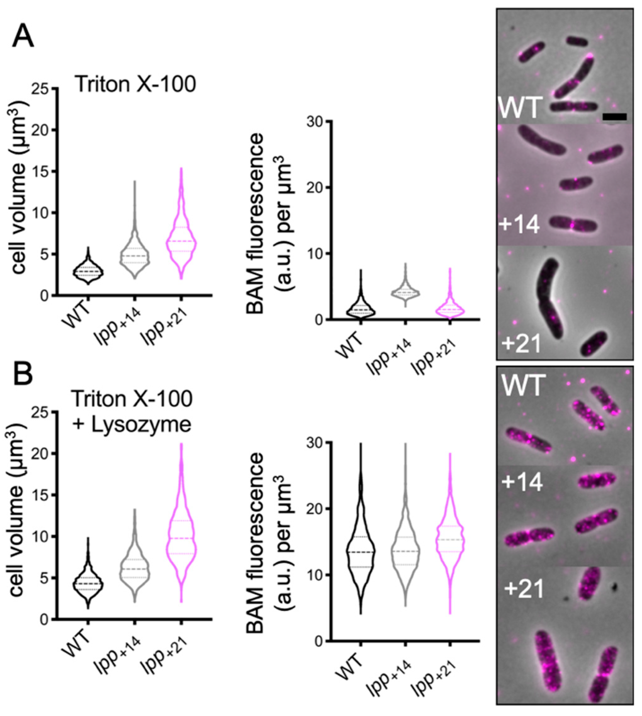 The Escherichia coli Outer Membrane β-Barrel Assembly Machinery (BAM ...