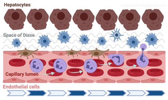 Hemorheological and Microcirculatory Factors in Liver Ischemia ...