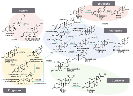 Profiling of Steroid Metabolic Pathways in Human Plasma by GC-MS/MS ...