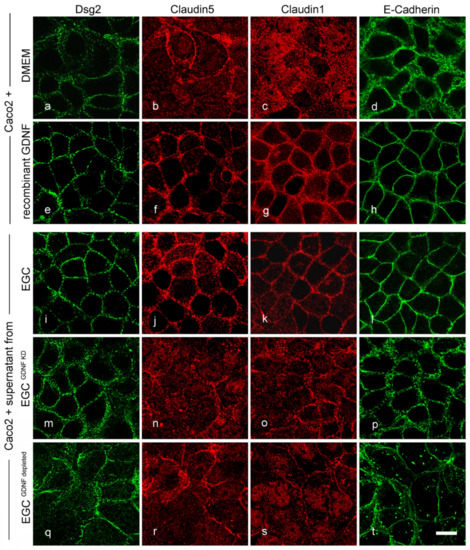 Intestinal Epithelial Barrier Maturation by Enteric Glial Cells Is GDNF ...
