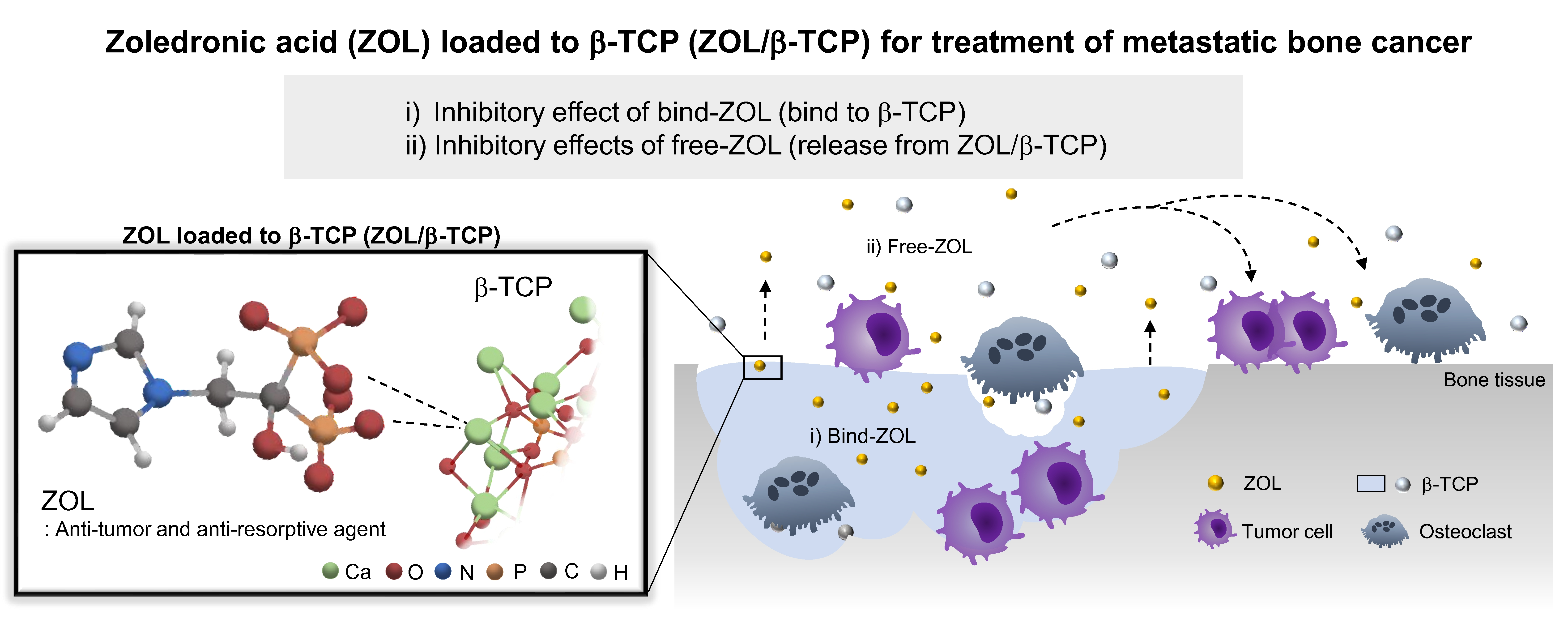 IJMS | Free Full-Text | Zoledronic Acid-Loaded β-TCP Inhibits Tumor ...