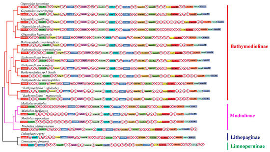 Phylogenetic Relationships and Adaptation in Deep-Sea Mussels: Insights ...