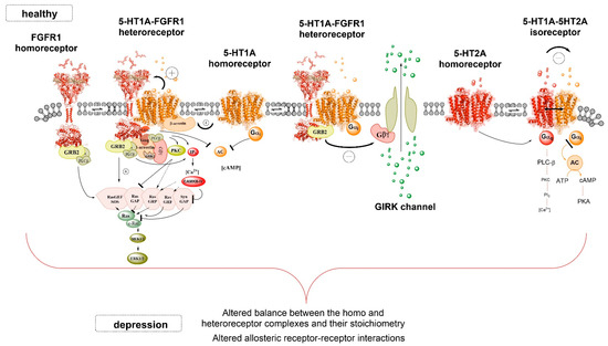 The Role of Central Serotonin Neurons and 5-HT Heteroreceptor Complexes ...