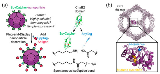 The Versatile Manipulations of Self-Assembled Proteins in Vaccine Design