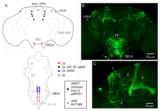 Leucokinin and Associated Neuropeptides Regulate Multiple Aspects of ...