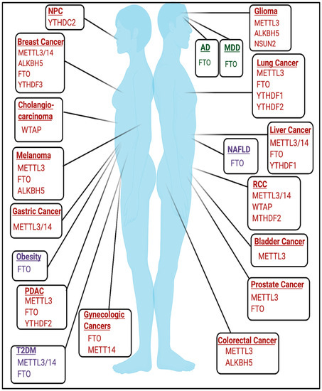 Context-Dependent Roles of RNA Modifications in Stress Responses and ...