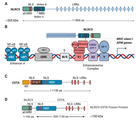 The MHC Class-I Transactivator NLRC5: Implications to Cancer Immunology ...
