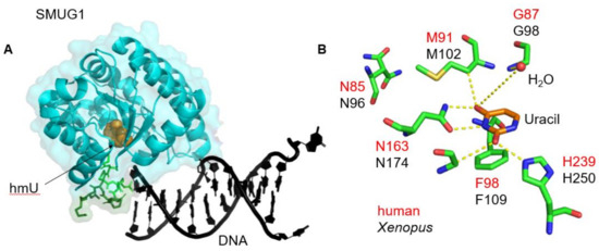 The Multiple Cellular Roles of SMUG1 in Genome Maintenance and Cancer