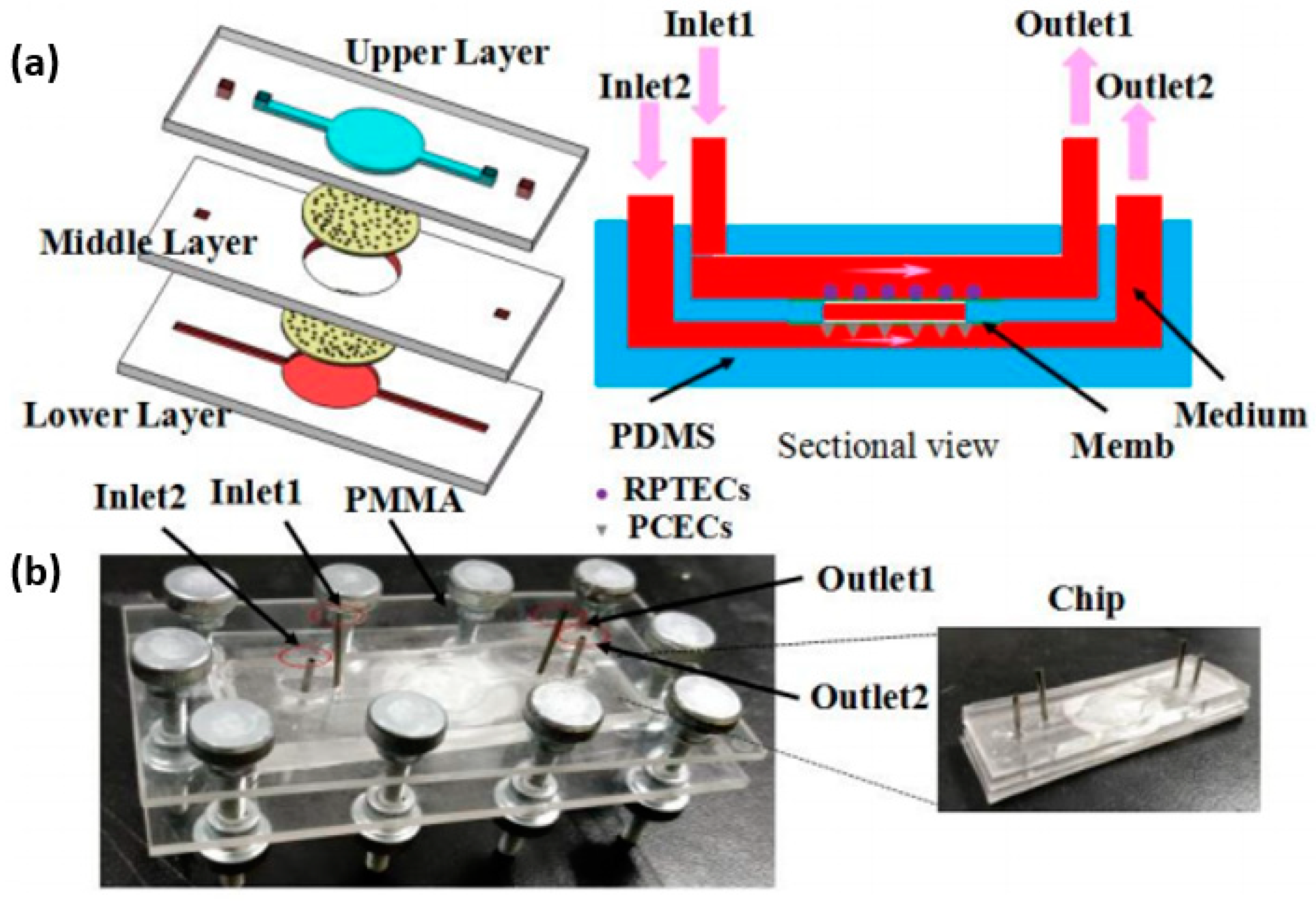 A Microfluidic Chip Under An Expanded View And B Sche - vrogue.co A Microfluidic Chip Under An Expanded View And B Sche - vrogue.co