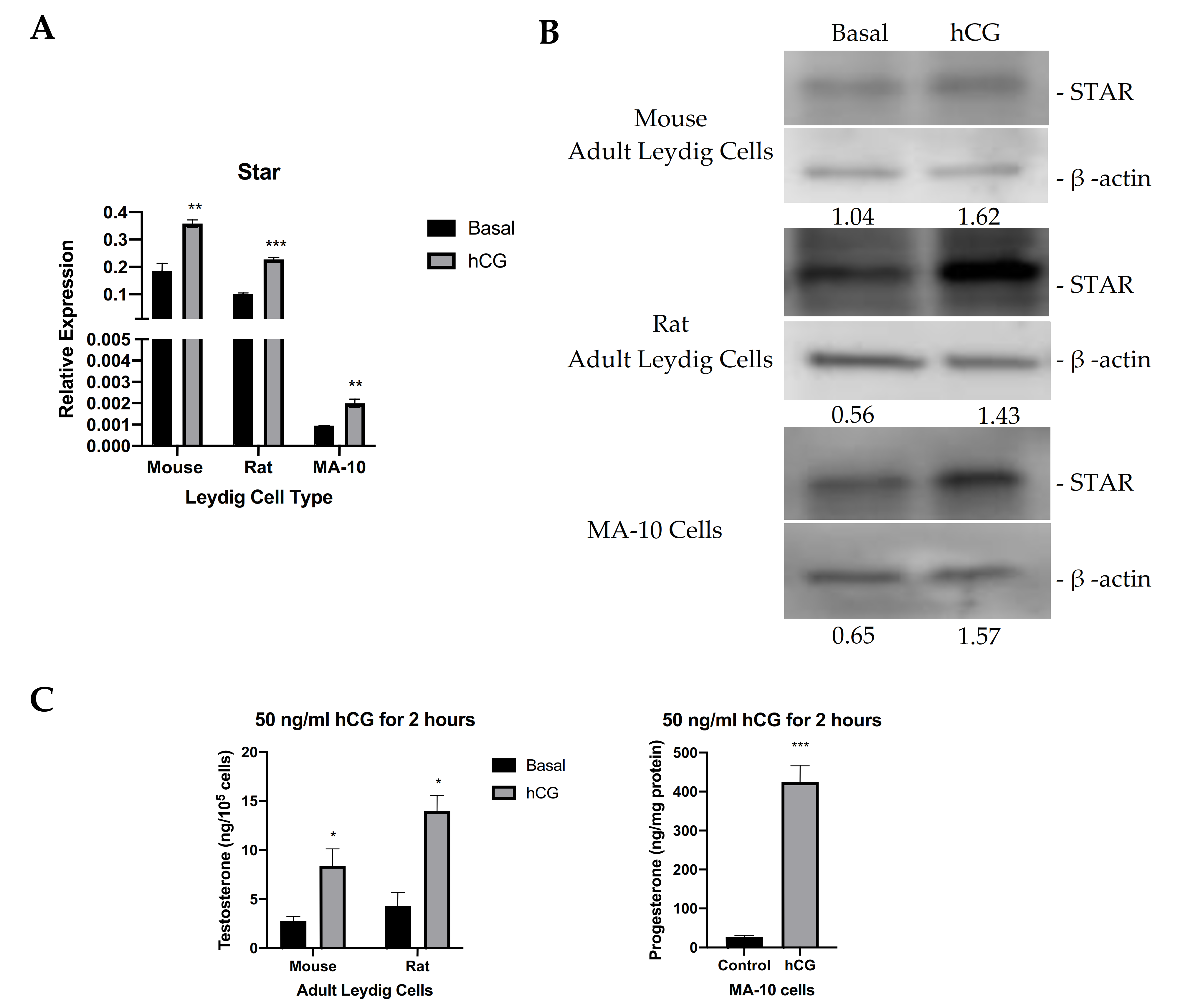 Ijms Free Full Text Role Of Constitutive Star In Leydig Cells