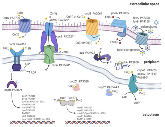 Advances in Understanding of the Copper Homeostasis in Pseudomonas ...