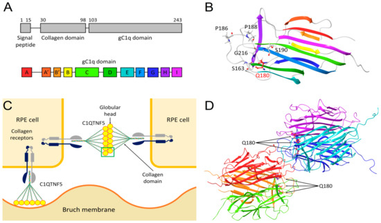 IJMS | Free Full-Text | Autosomal Dominant Gyrate Atrophy-Like ...