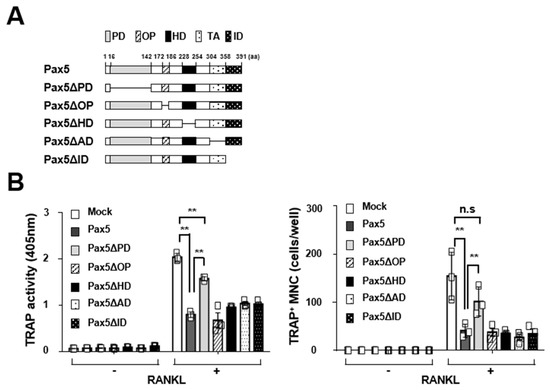 Pax5 Negatively Regulates Osteoclastogenesis through Downregulation of ...