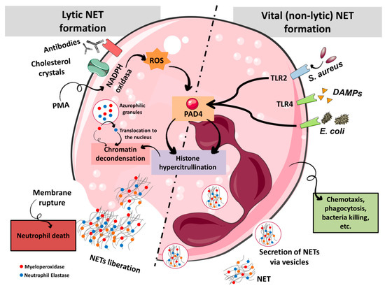 MicroRNAs as New Regulators of Neutrophil Extracellular Trap Formation