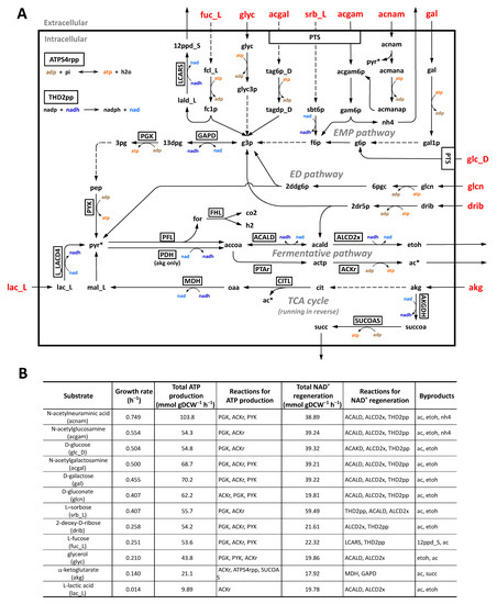Development of a Genome-Scale Metabolic Model and Phenome Analysis of the Probiotic Escherichia ...