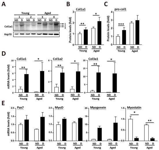 Aged Skeletal Muscle Retains the Ability to Remodel Extracellular ...