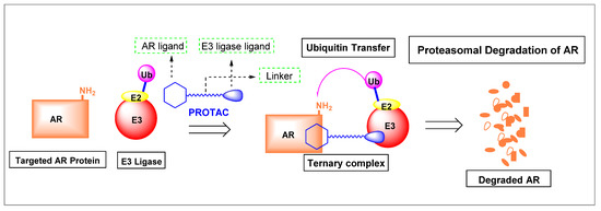 An Overview of Next-Generation Androgen Receptor-Targeted Therapeutics ...