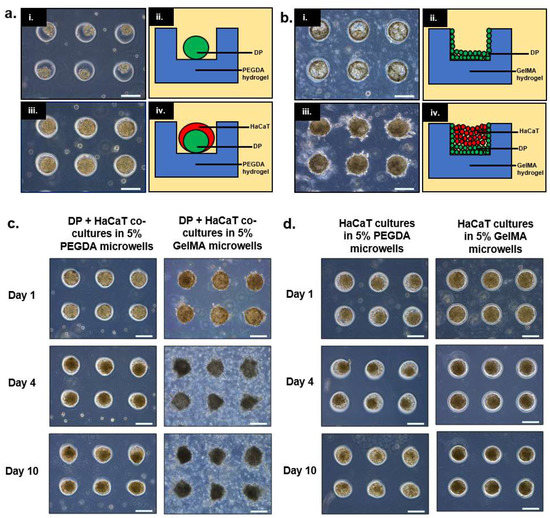 Investigating PEGDA and GelMA Microgel Models for Sustained 3D ...
