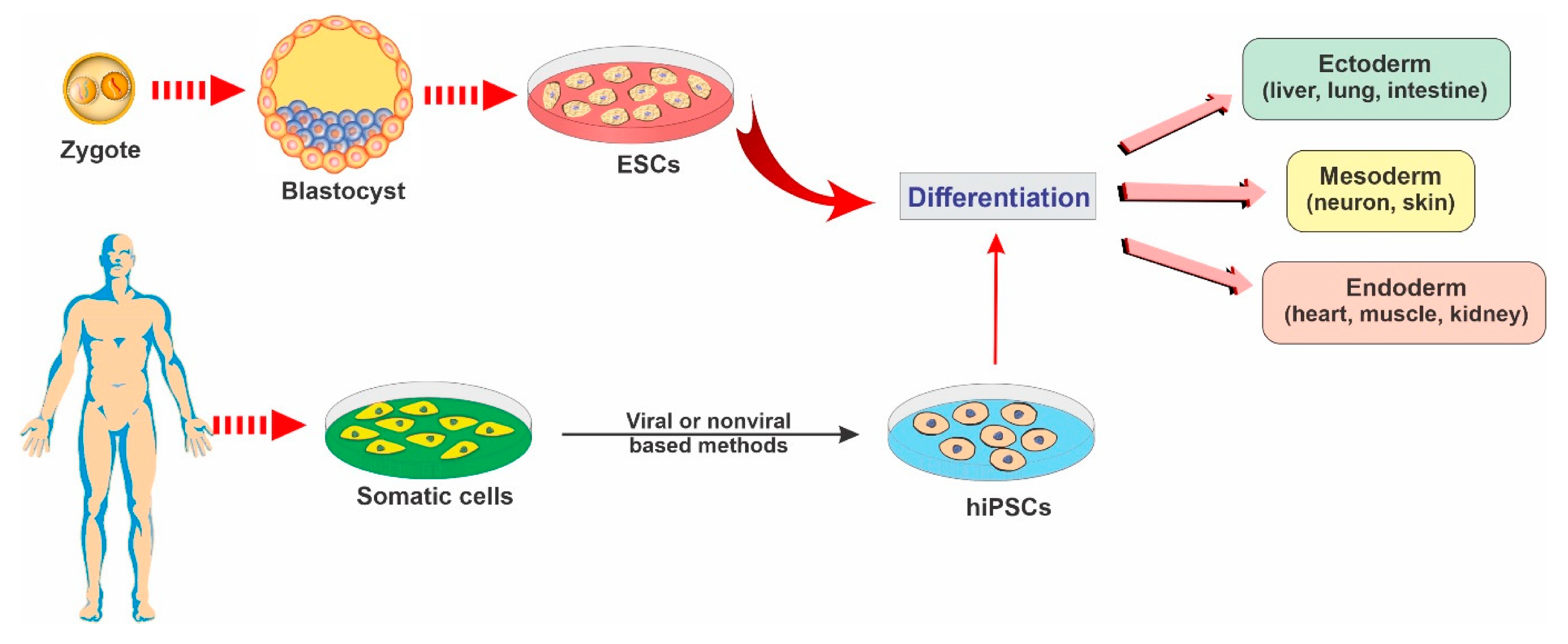 Ijms Free Full Text Regenerative Stem Cell Therapy For