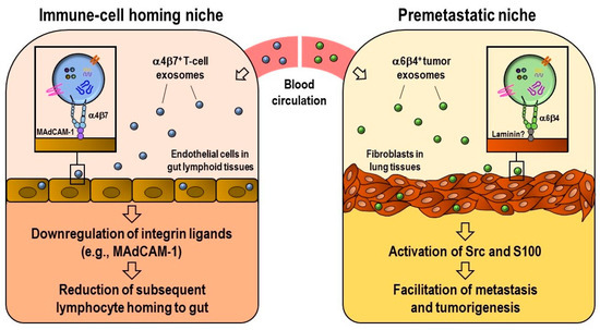 Integrin Regulation in Immunological and Cancerous Cells and Exosomes