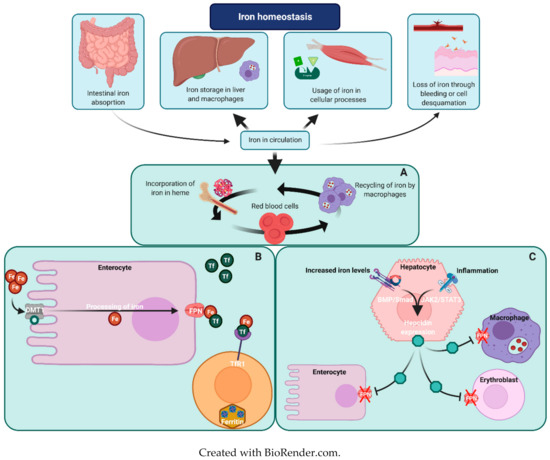 IJMS | Special Issue : Regulation of Erythropoiesis 2.0