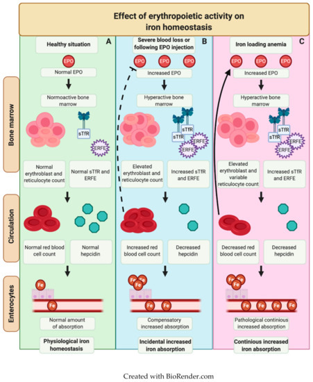 IJMS | Special Issue : Regulation of Erythropoiesis 2.0
