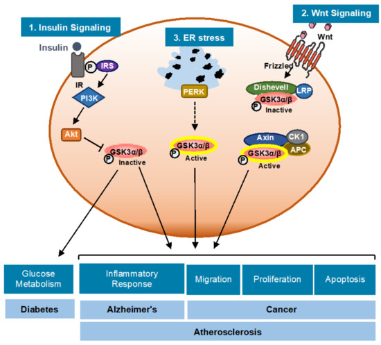 Macrophage Function and the Role of GSK3