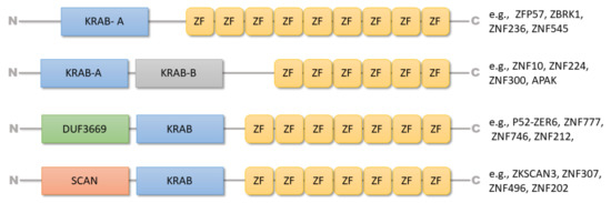 KRAB-ZFP Transcriptional Regulators Acting as Oncogenes and Tumor ...