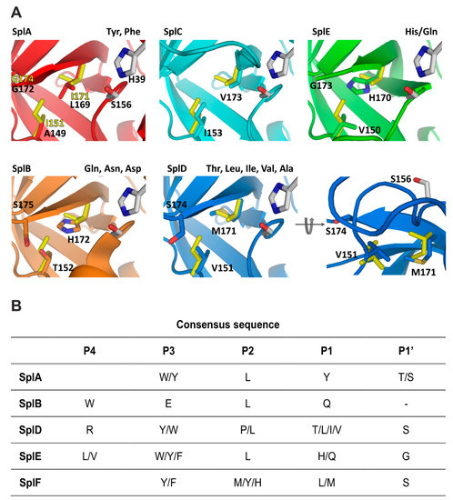 Structural Determinants of Substrate Specificity of SplF Protease from ...