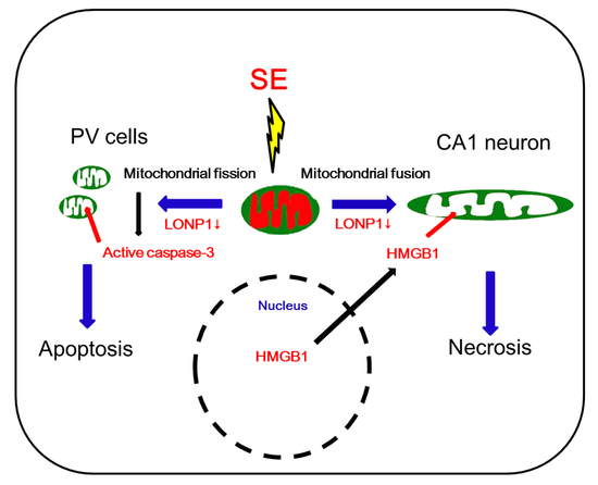 IJMS | Free Full-Text | LONP1 Regulates Mitochondrial Accumulations of ...