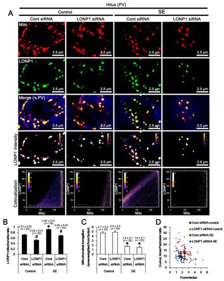 LONP1 Regulates Mitochondrial Accumulations of HMGB1 and Caspase-3 in ...
