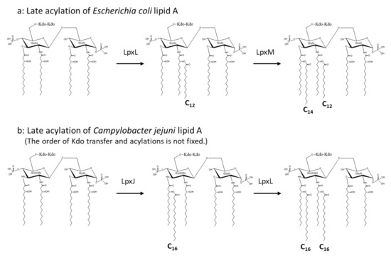 Variation, Modification and Engineering of Lipid A in Endotoxin of Gram ...