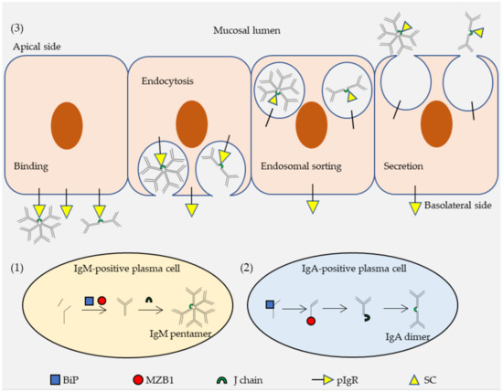 Role of Polymeric Immunoglobulin Receptor in IgA and IgM Transcytosis