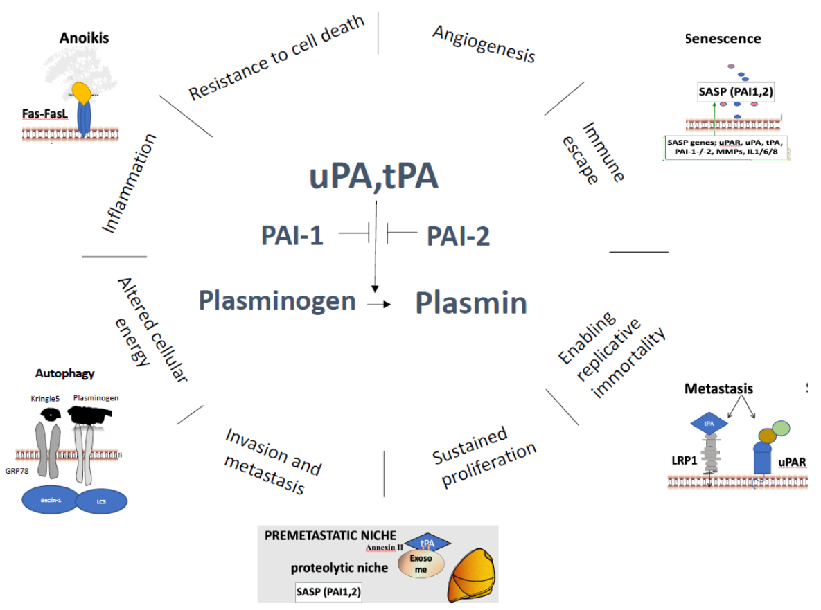 IJMS | Free Full-Text | The Multifaceted Role of Plasminogen in Cancer