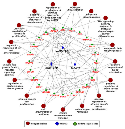 MicroRNA–mRNA Networks in Pregnancy Complications: A Comprehensive Downstream Analysis of ...