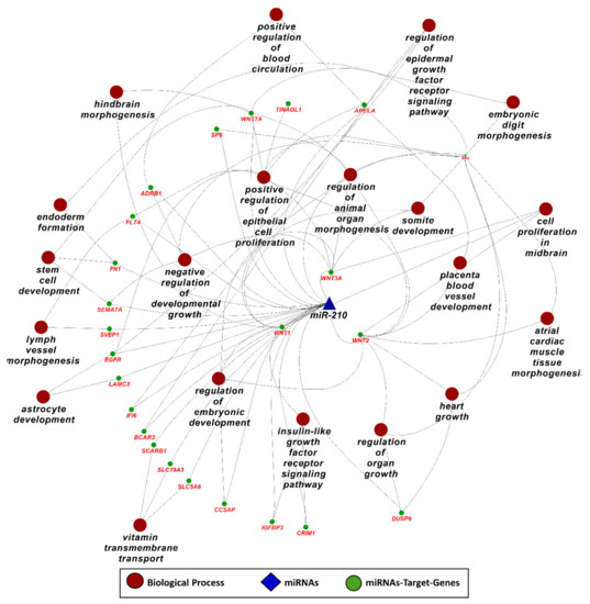 MicroRNA–mRNA Networks in Pregnancy Complications: A Comprehensive Downstream Analysis of ...