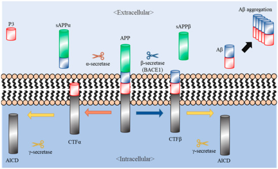 Natural Products Targeting Amyloid Beta in Alzheimer’s Disease