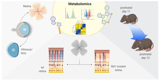 IJMS | Free Full-Text | Metabolic Analysis of Vitreous/Lens and Retina ...