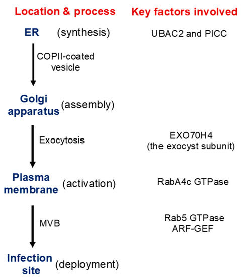 Regulation and Function of Defense-Related Callose Deposition in Plants