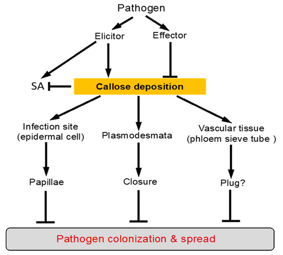 Regulation and Function of Defense-Related Callose Deposition in Plants